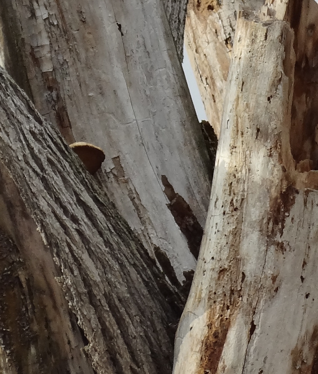 Tree Bones – Leaf And Twig