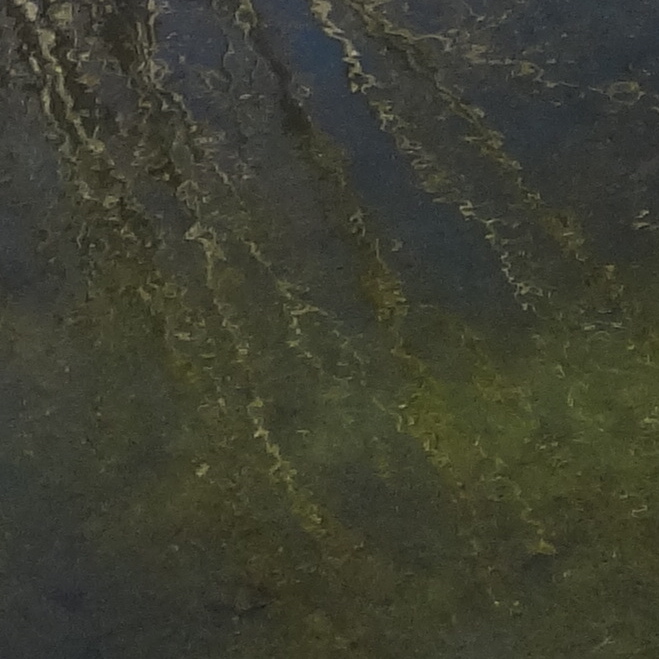 Metamorphosis – Leaf And Twig