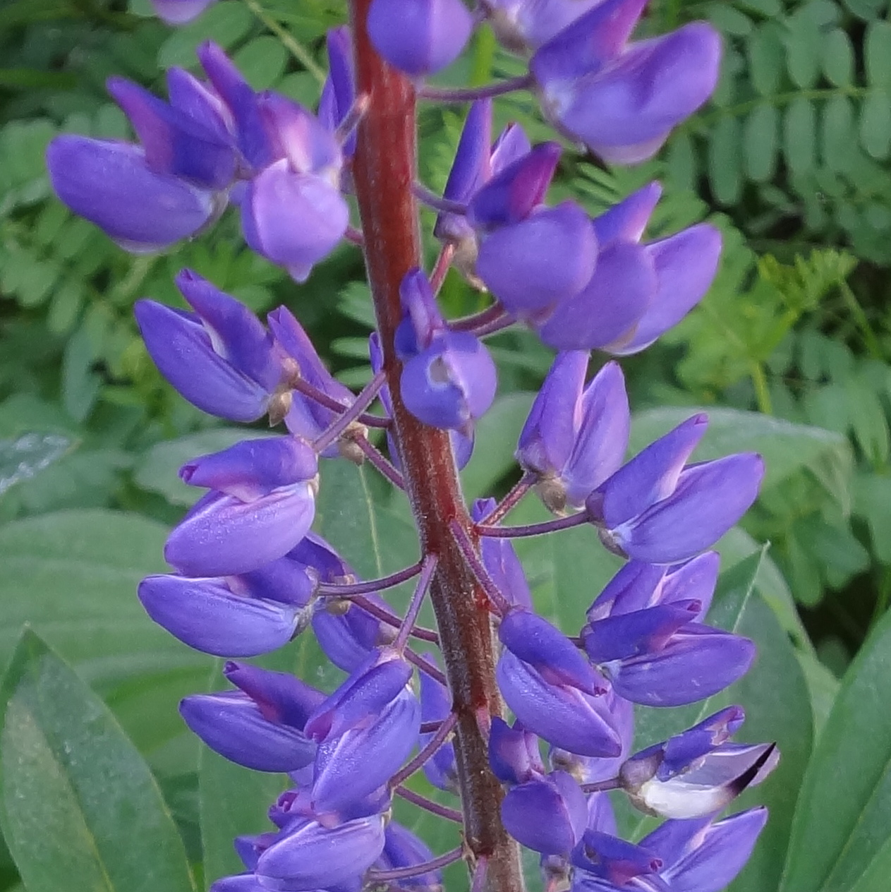 Singular – Leaf And Twig