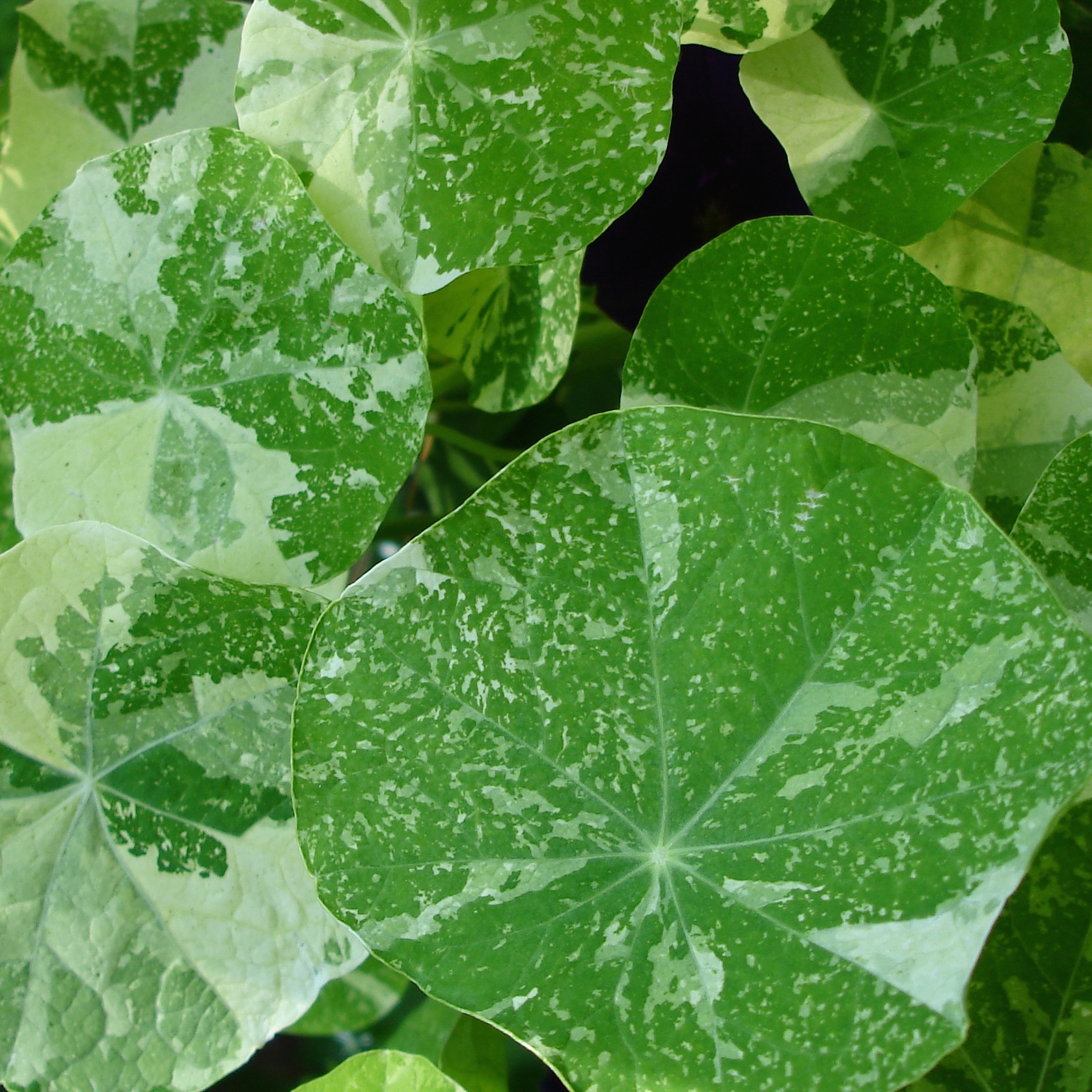 The Positives of Negative Space – Leaf And Twig