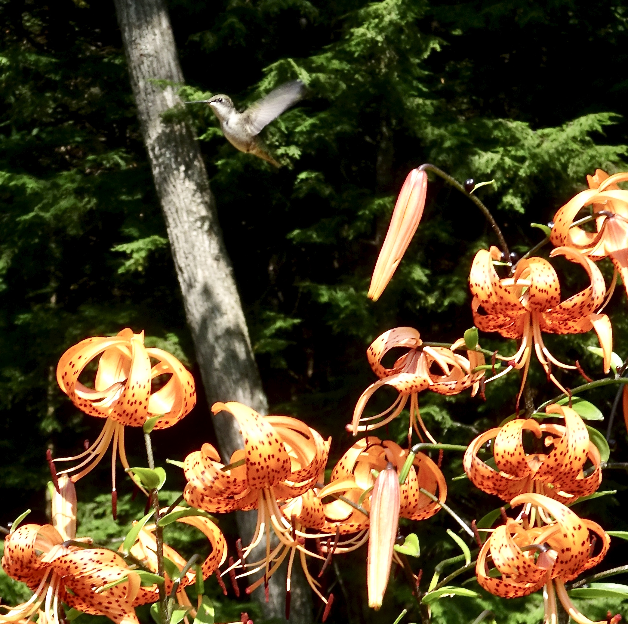 Humming Summer’s Tune – Leaf And Twig