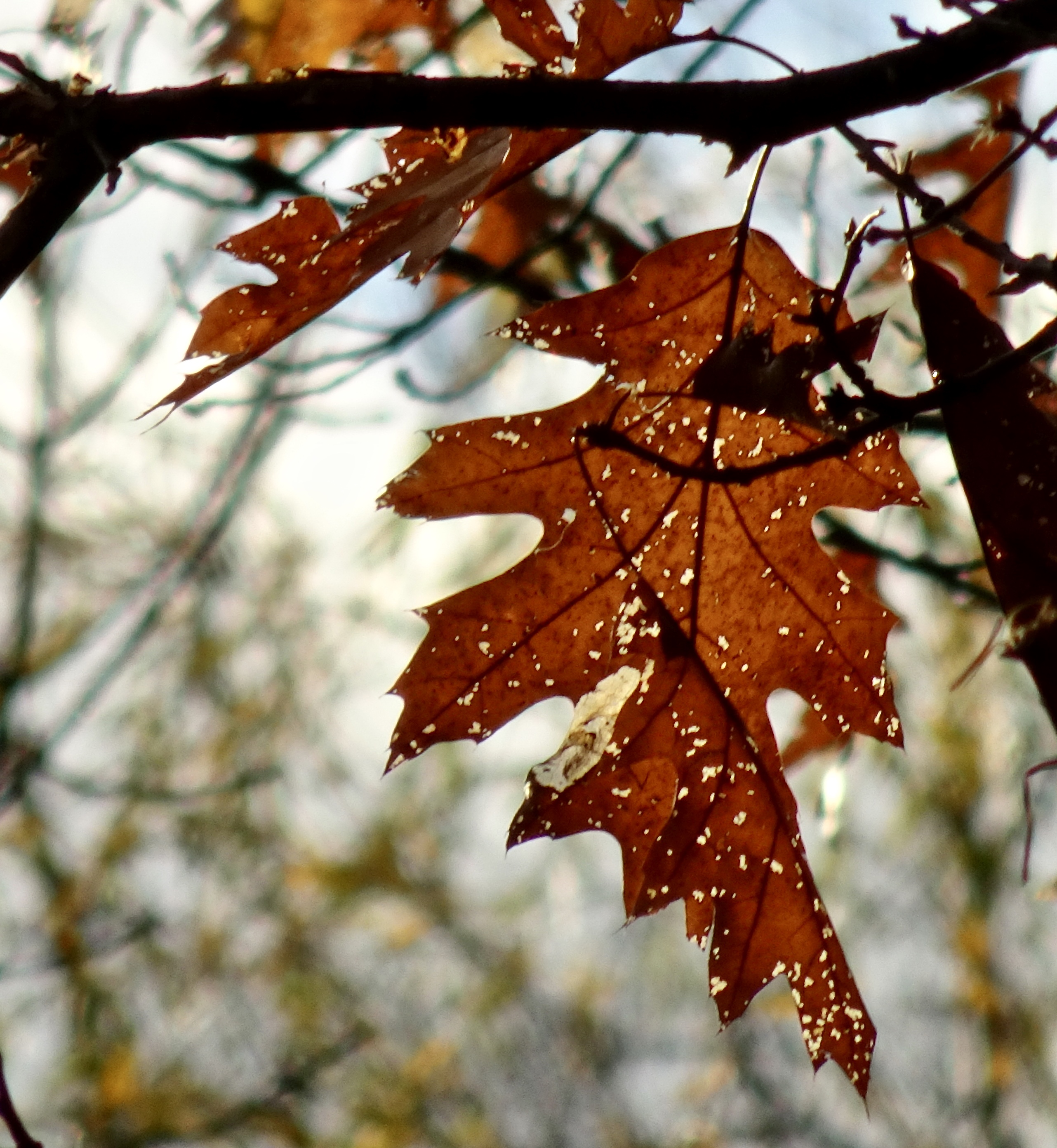 Lesson In A Leaf – Leaf And Twig