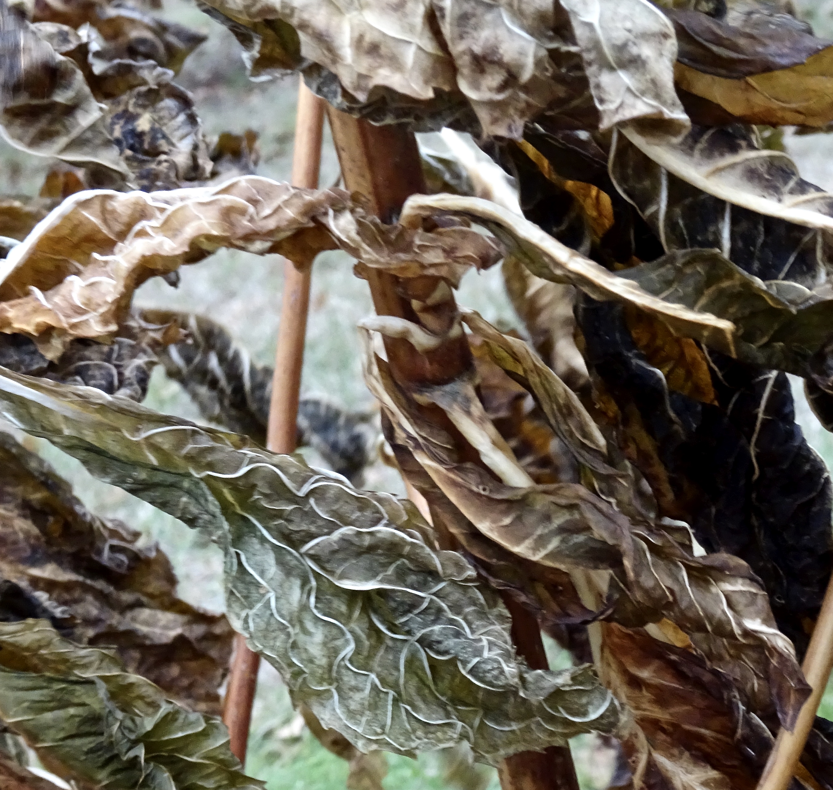 Wind – Leaf And Twig