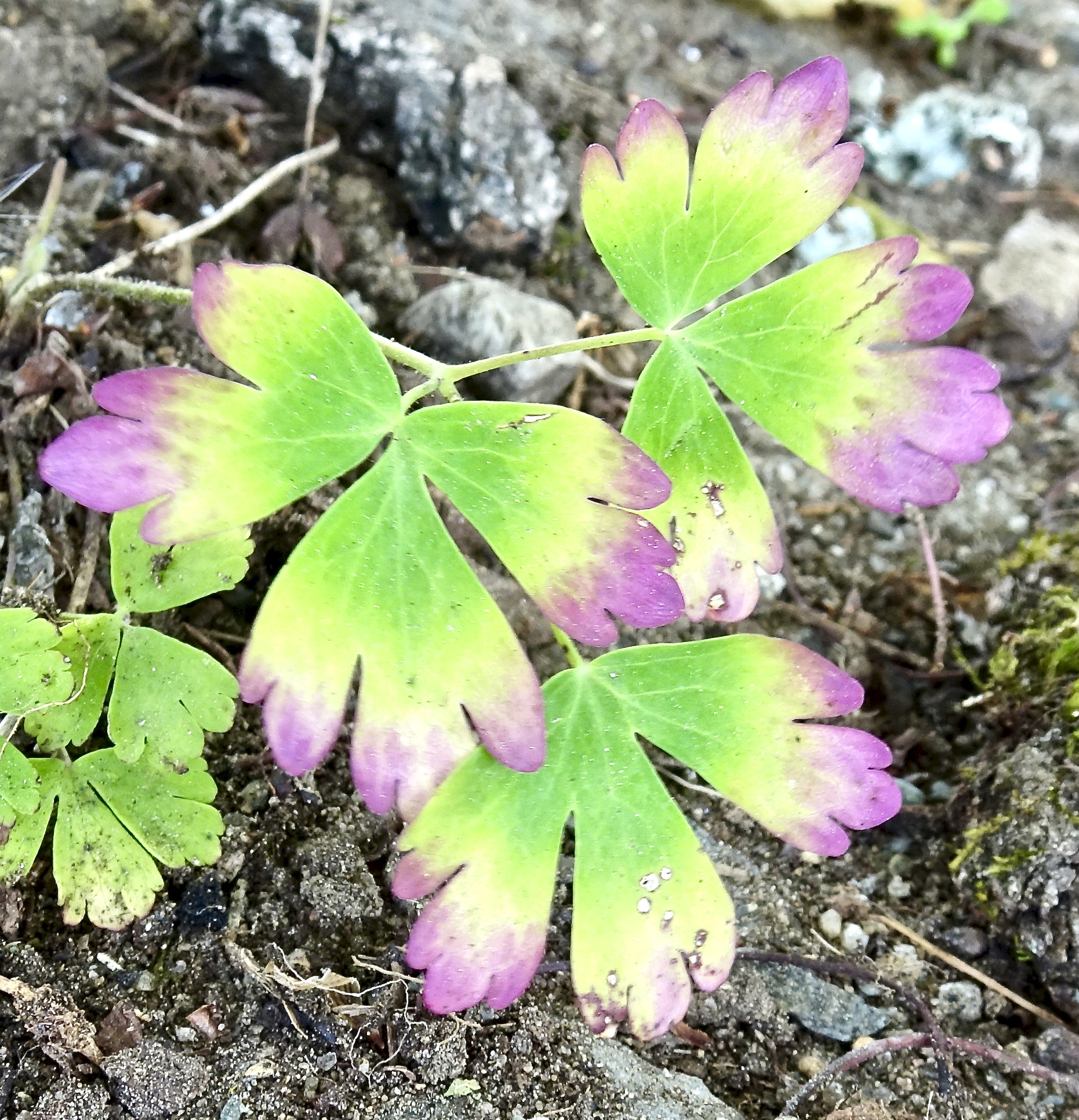 Pink Halo – Leaf And Twig