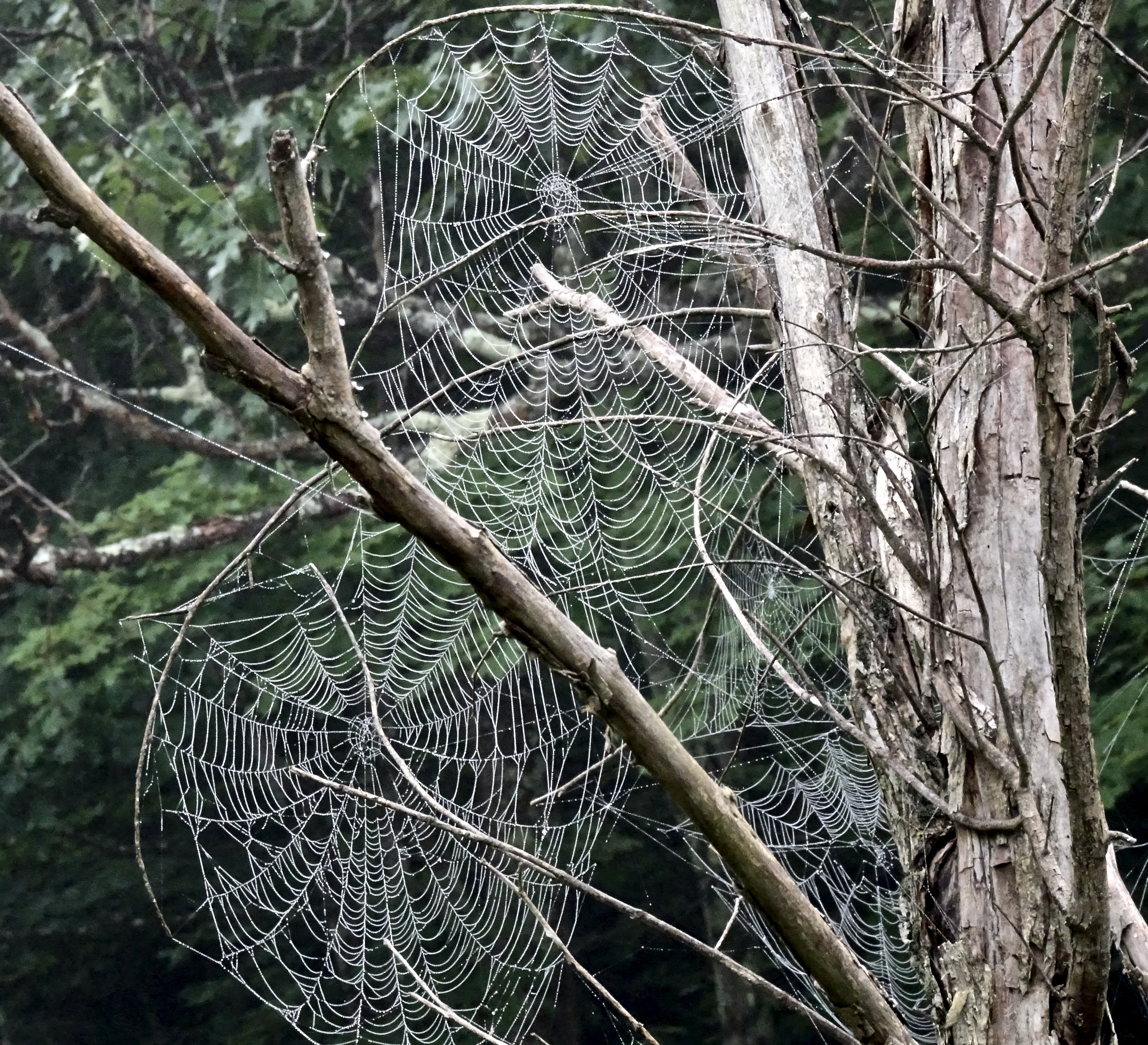Apotropaic Magic – Leaf And Twig