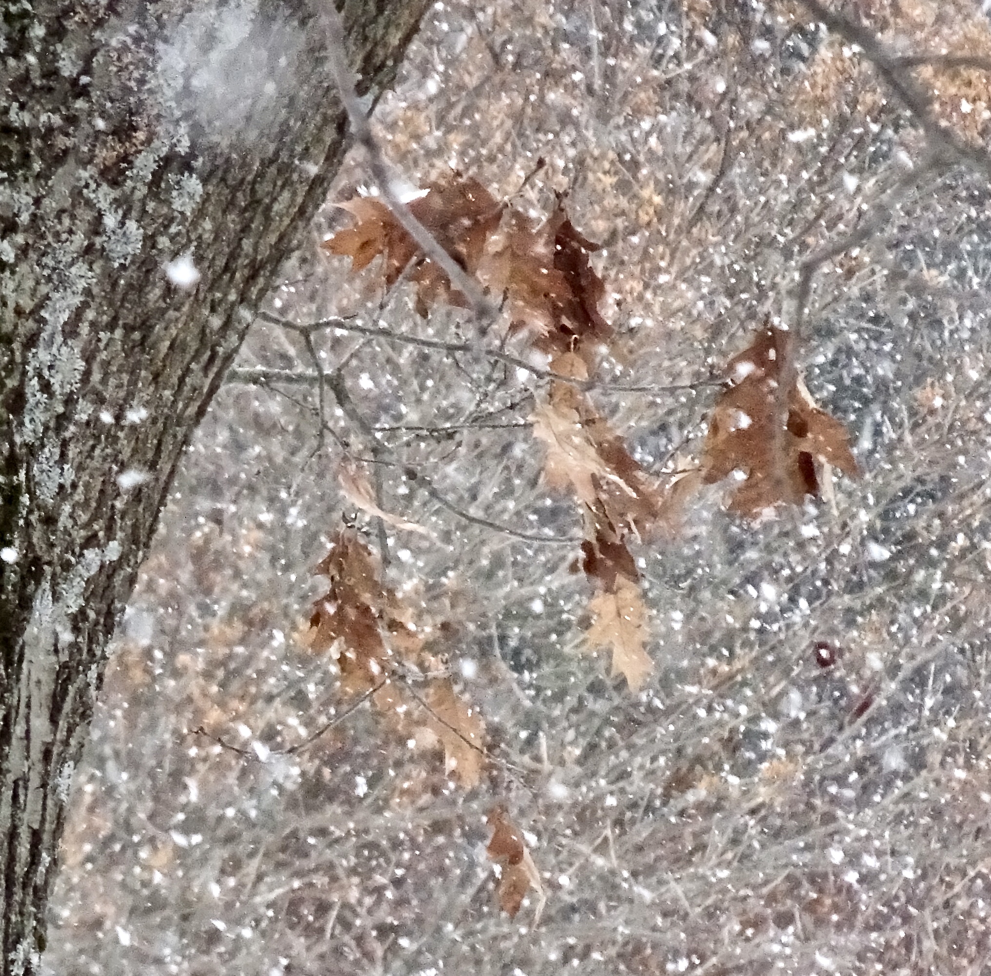 The Other Word For Courage – Leaf And Twig