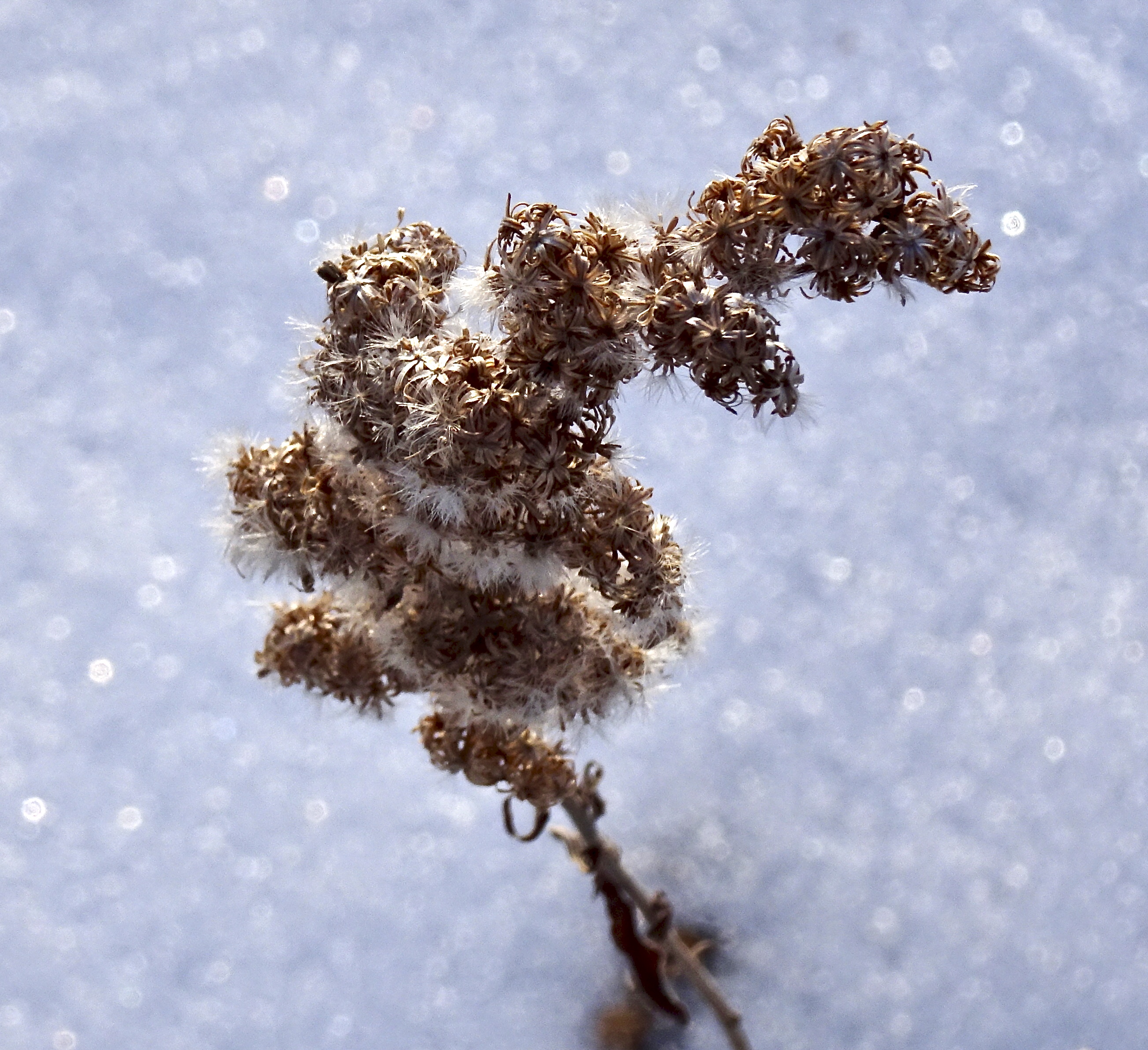 Sparkle – Leaf And Twig