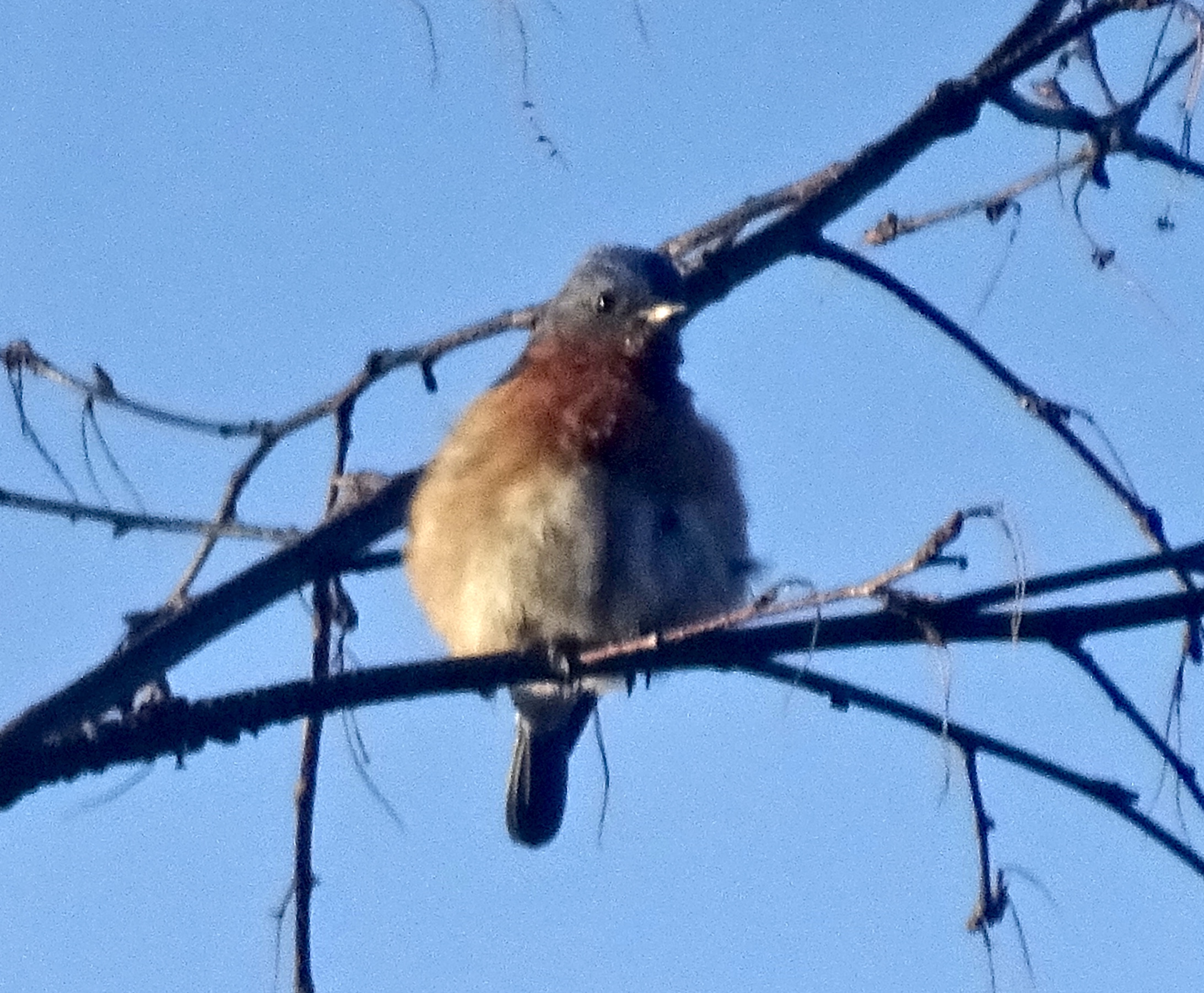 Bluebird So Soft – Leaf And Twig