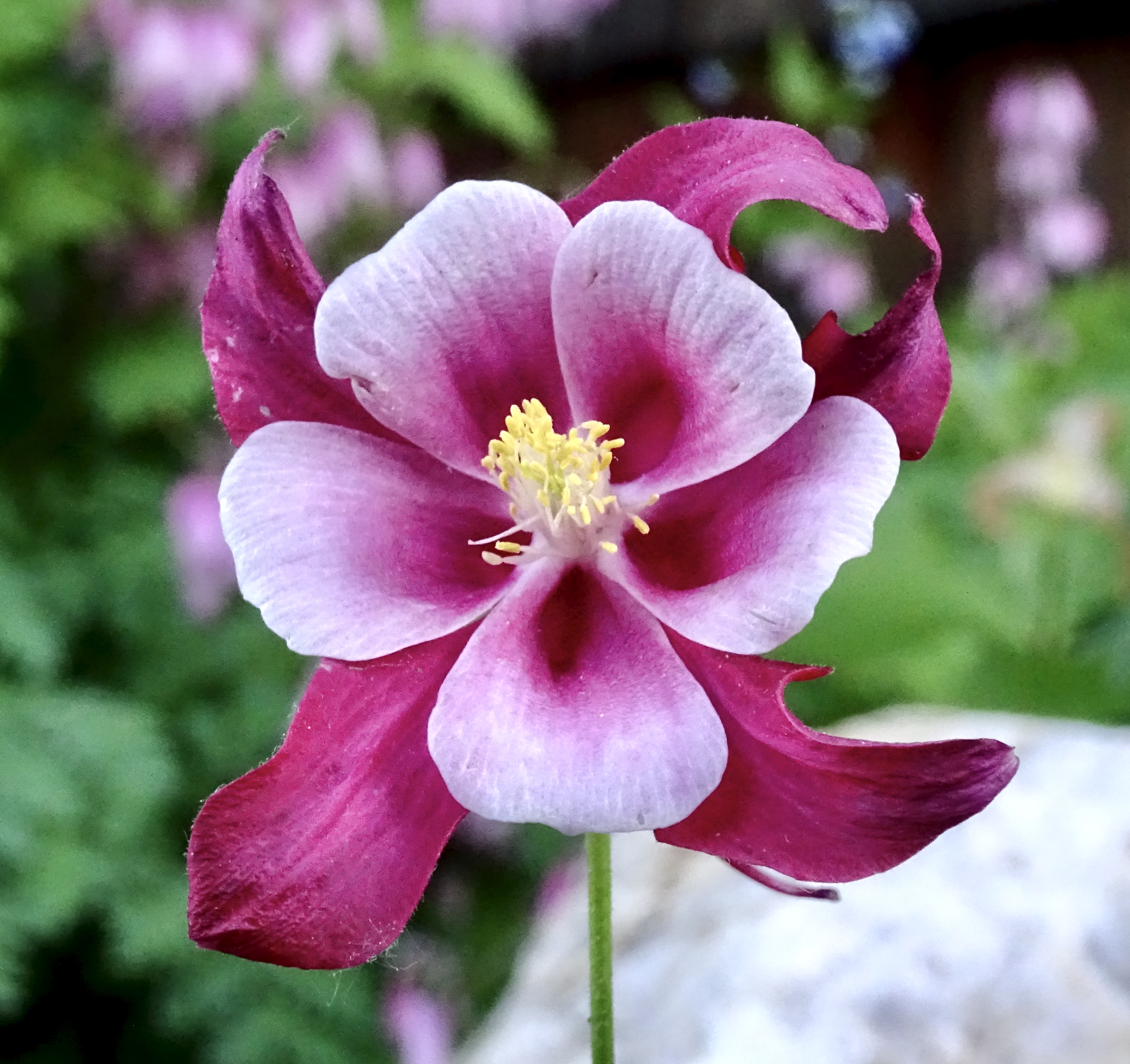 Petaled Pinwheel – Leaf And Twig