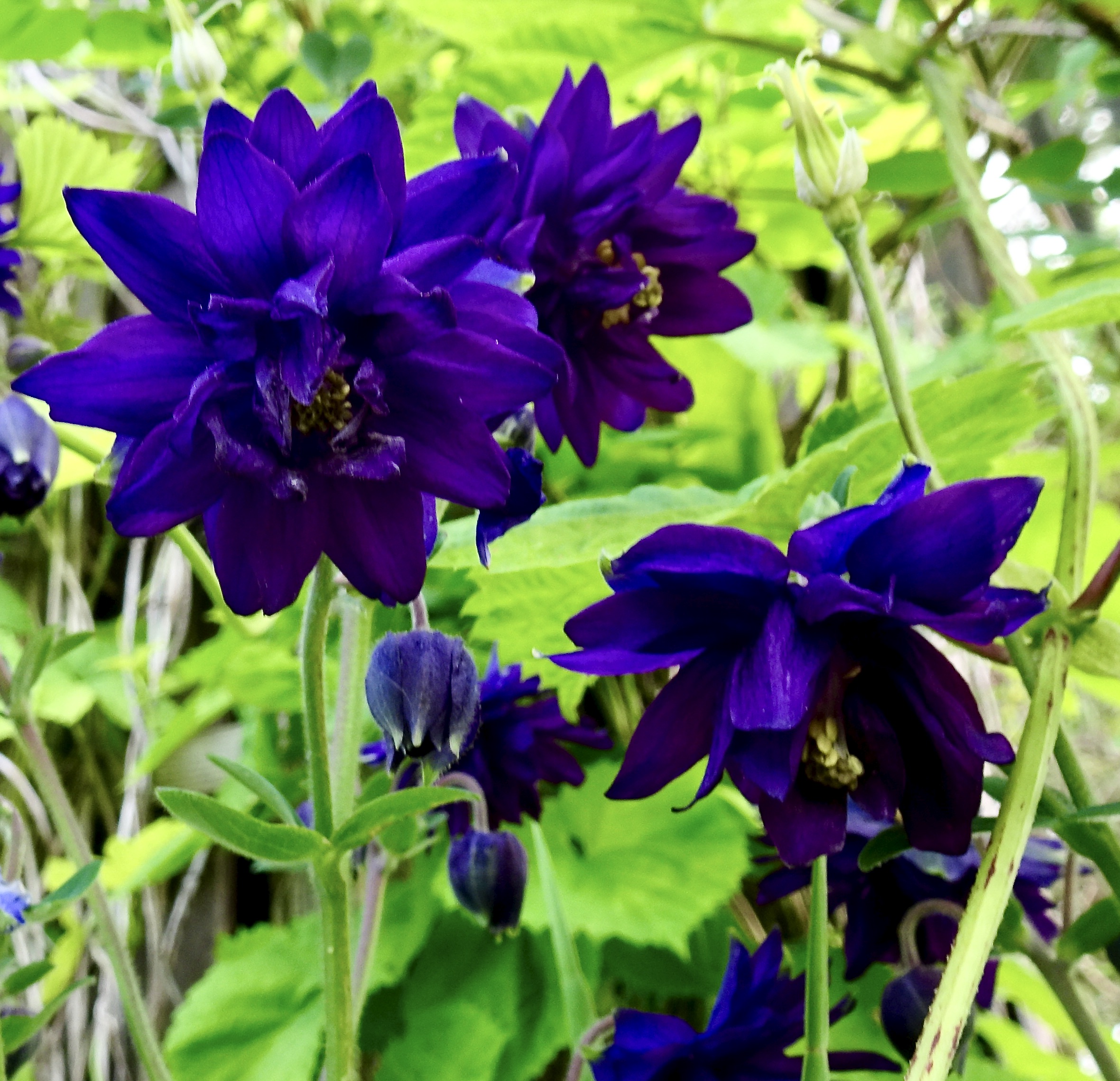 Blue Columbine – Leaf And Twig