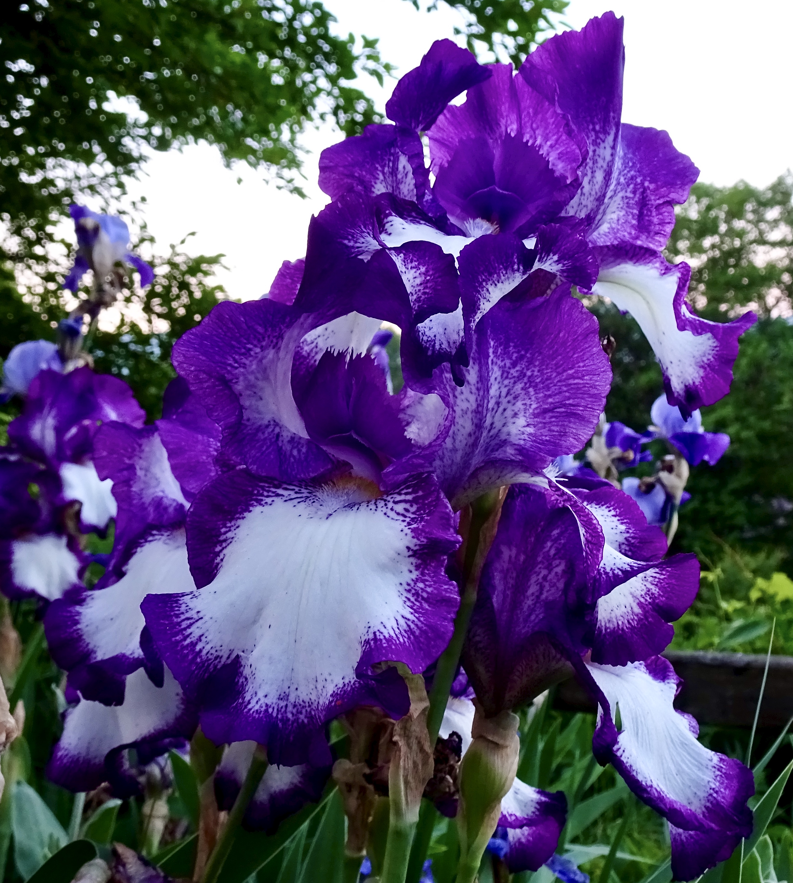 Waterfall Iris – Leaf And Twig