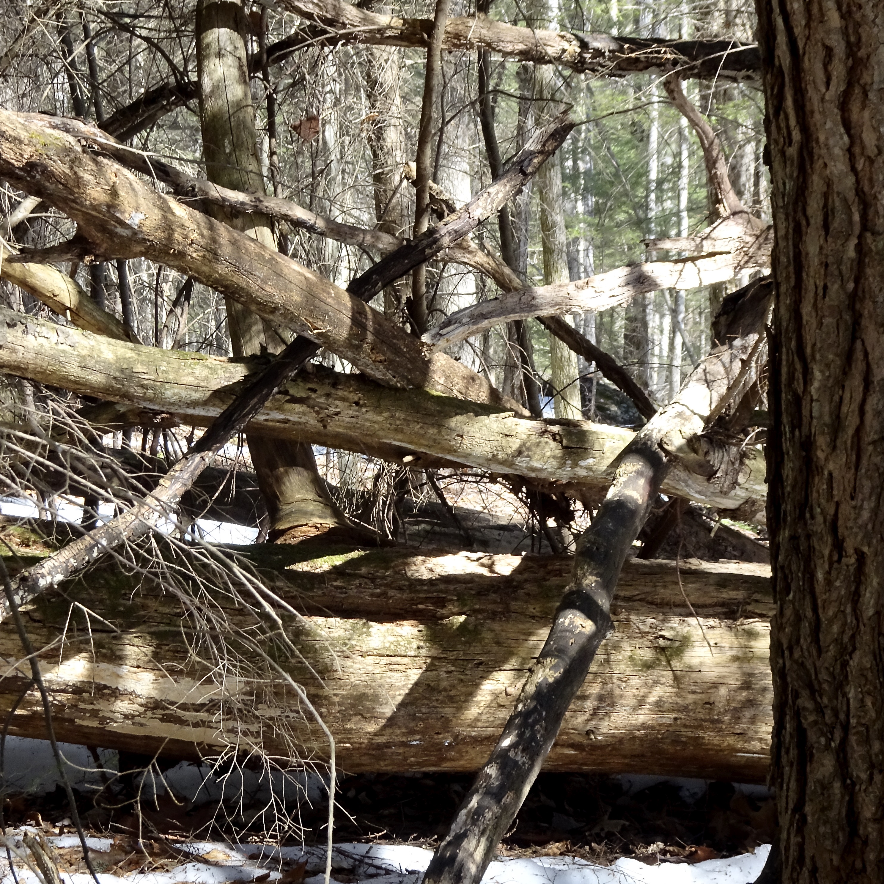 Jenga In The Woods – Leaf And Twig