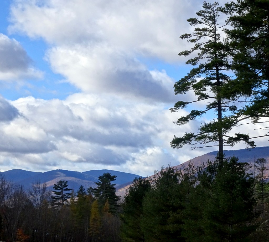 Big Pines – Leaf And Twig