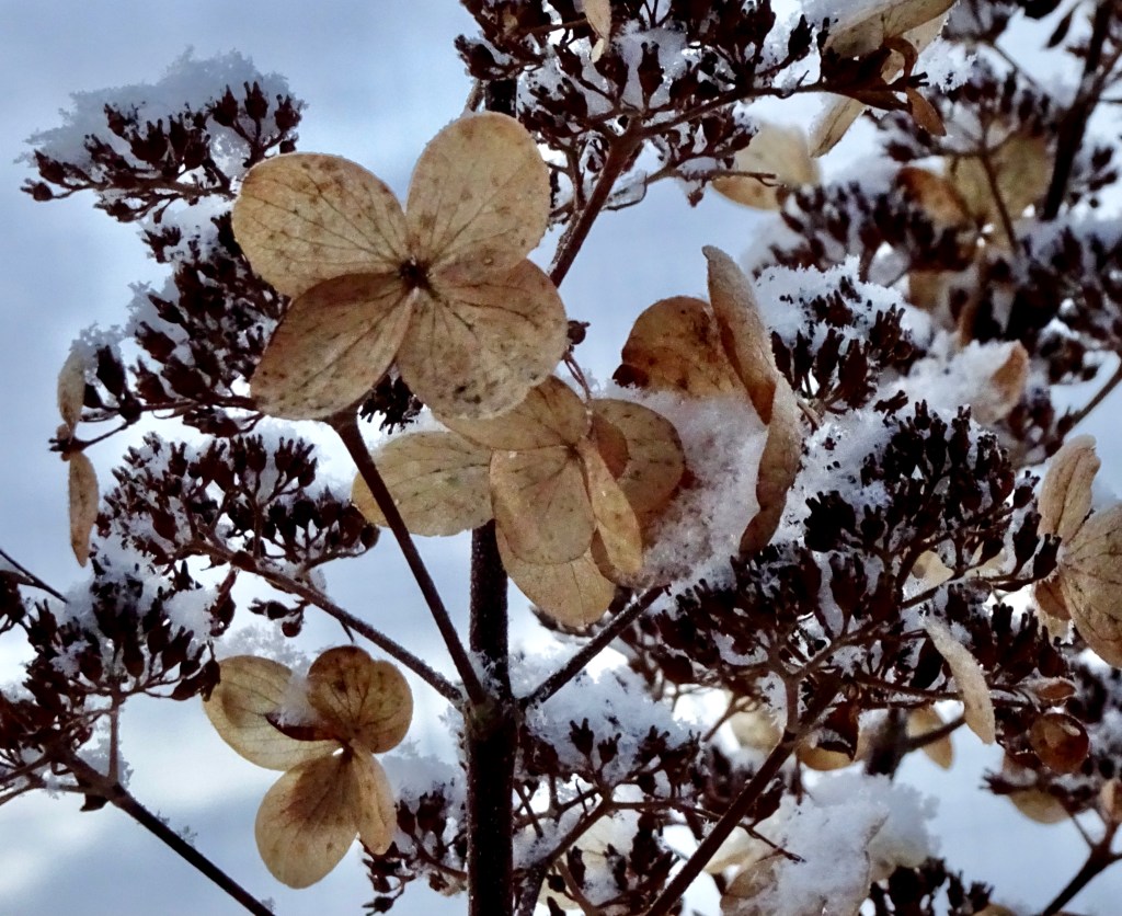 With Age – Leaf And Twig