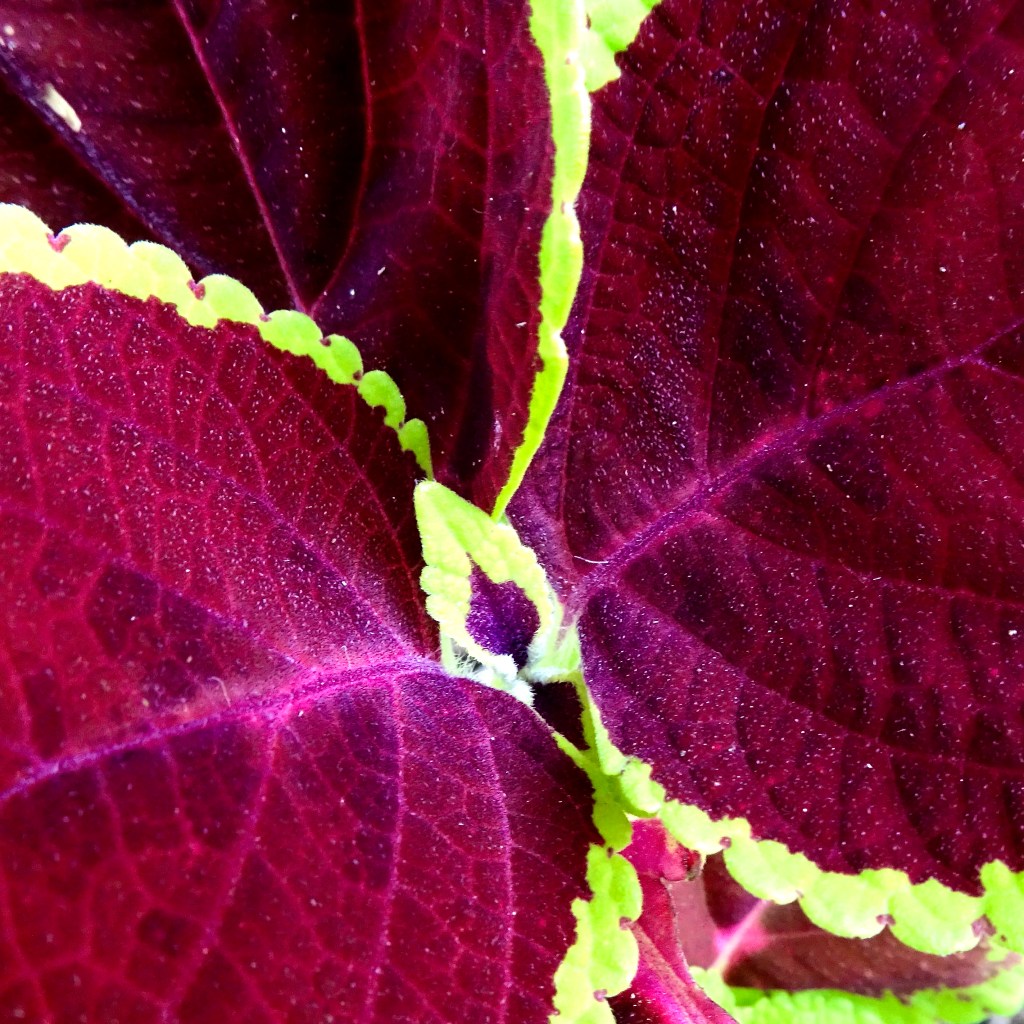 Coleus Leads Fall’s Color Parade – Leaf And Twig
