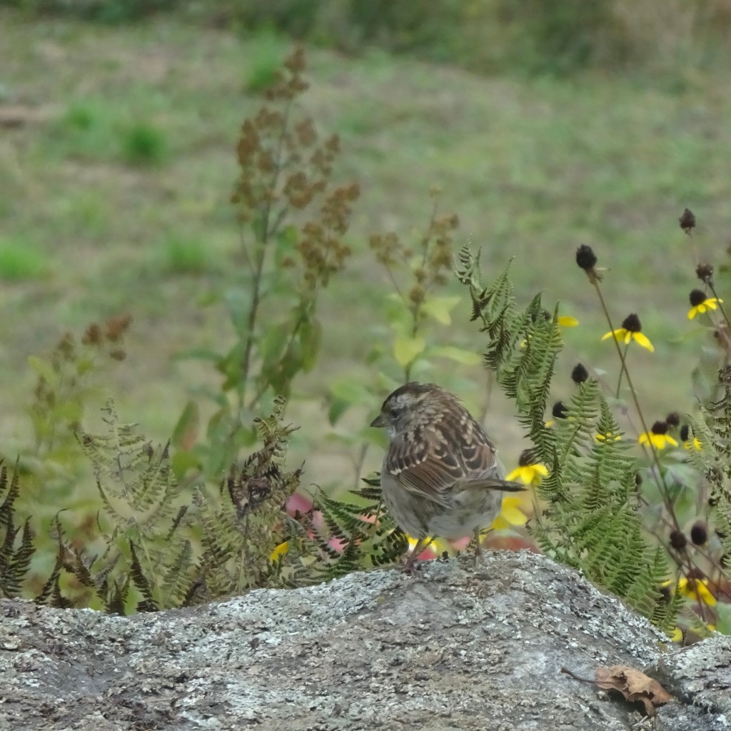 Glancing Back – Leaf And Twig