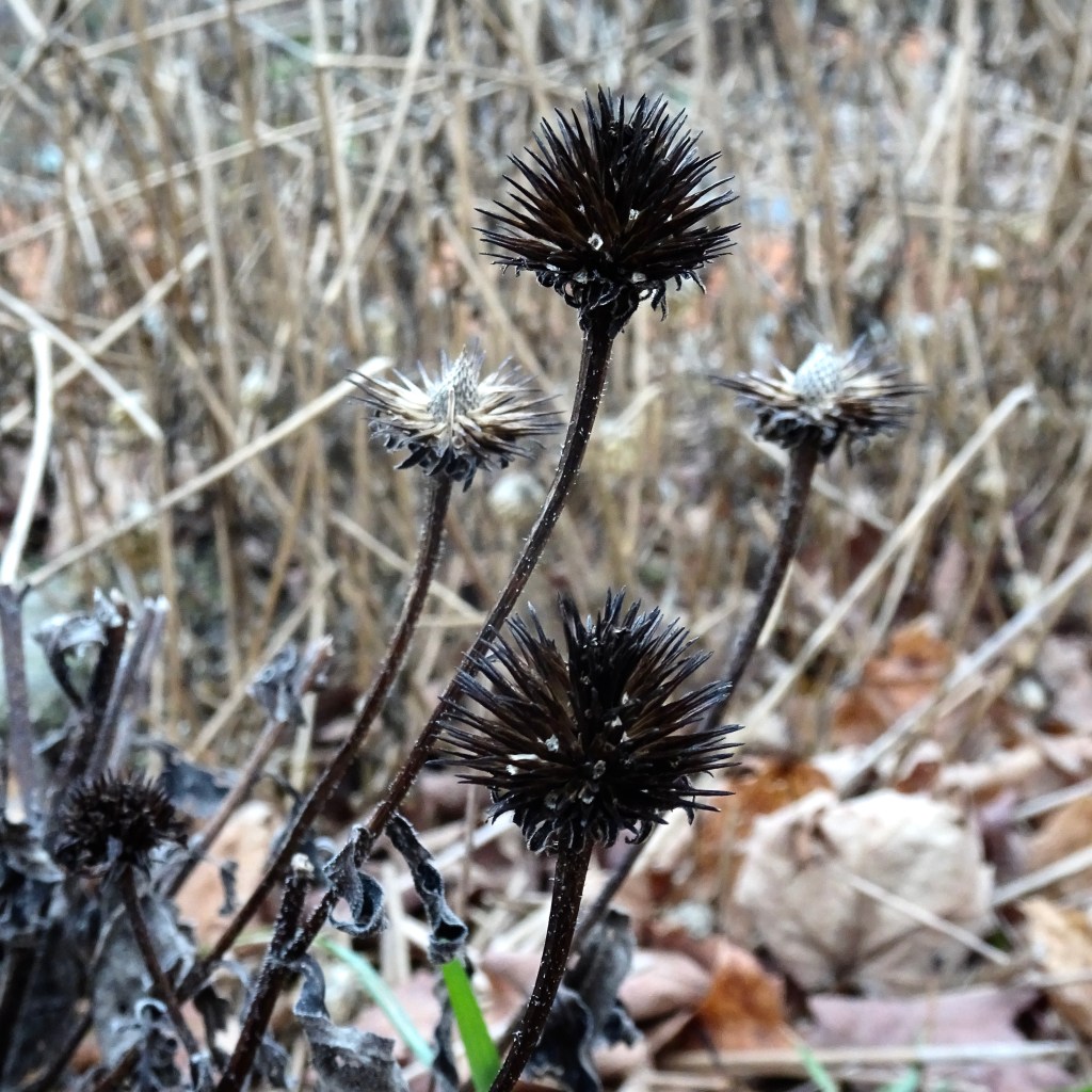 The Self Defense Of Propogation – Leaf And Twig