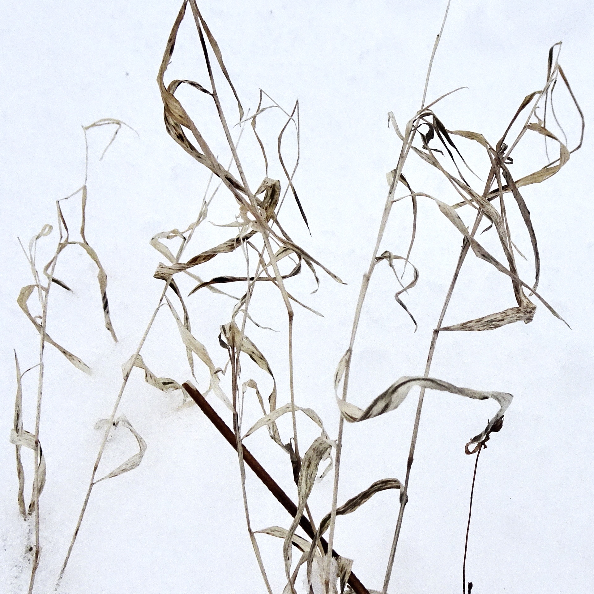 Calligraphy Of Leaves – Leaf And Twig