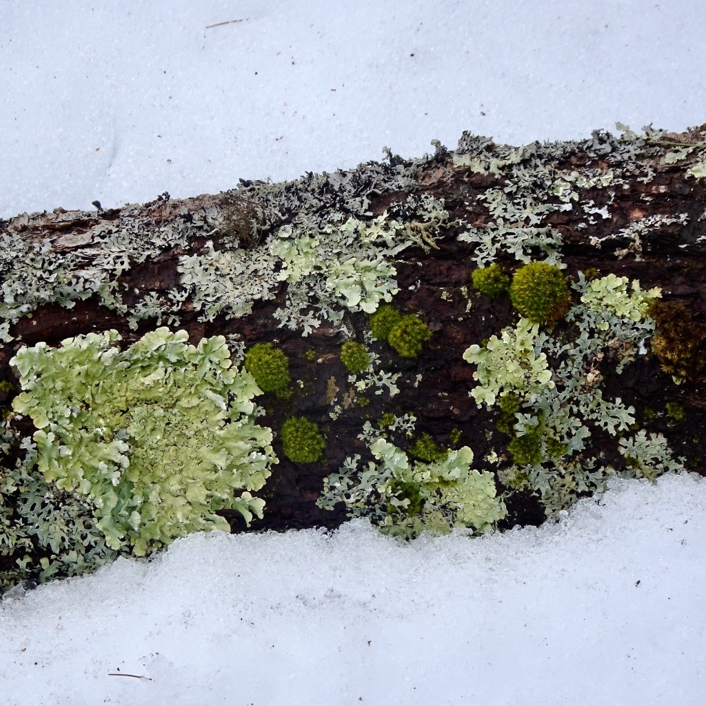 Promise – Leaf And Twig