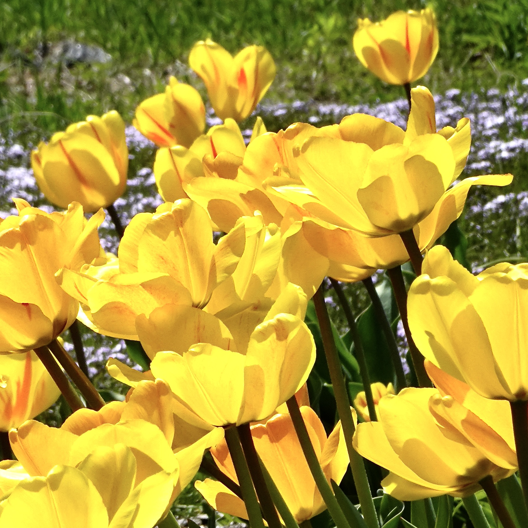 Tulip Sun – Leaf And Twig