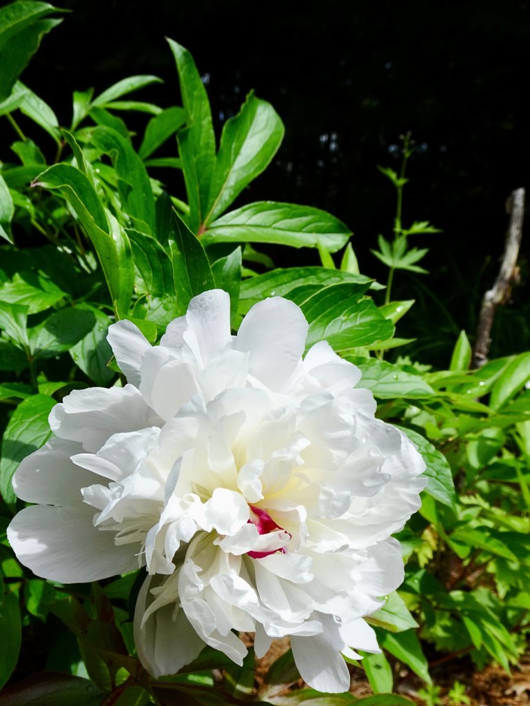 Grace – Leaf And Twig