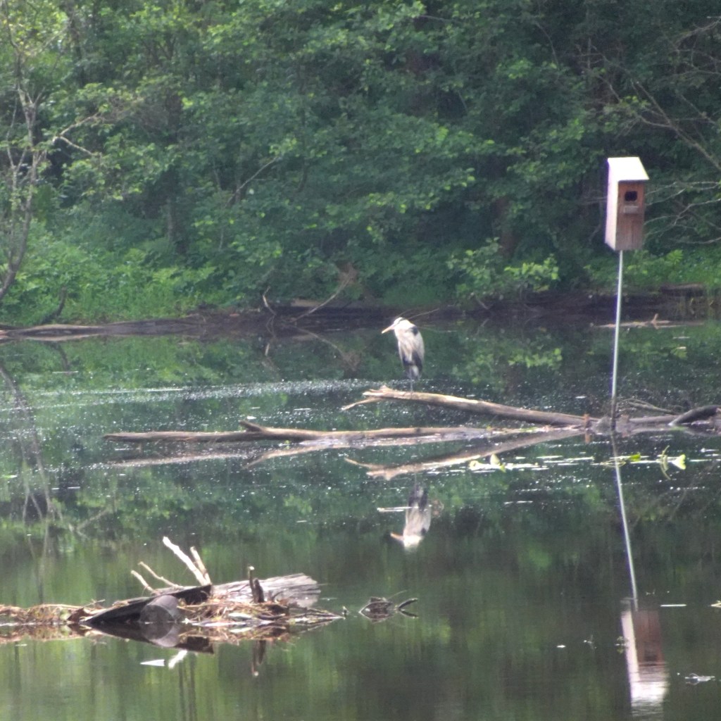 Grumpy – Leaf And Twig