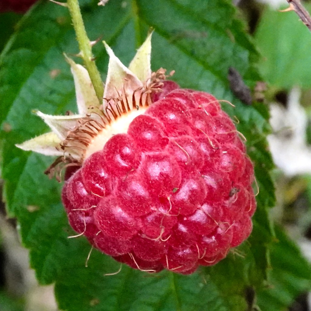 The Raspberry King – Leaf And Twig