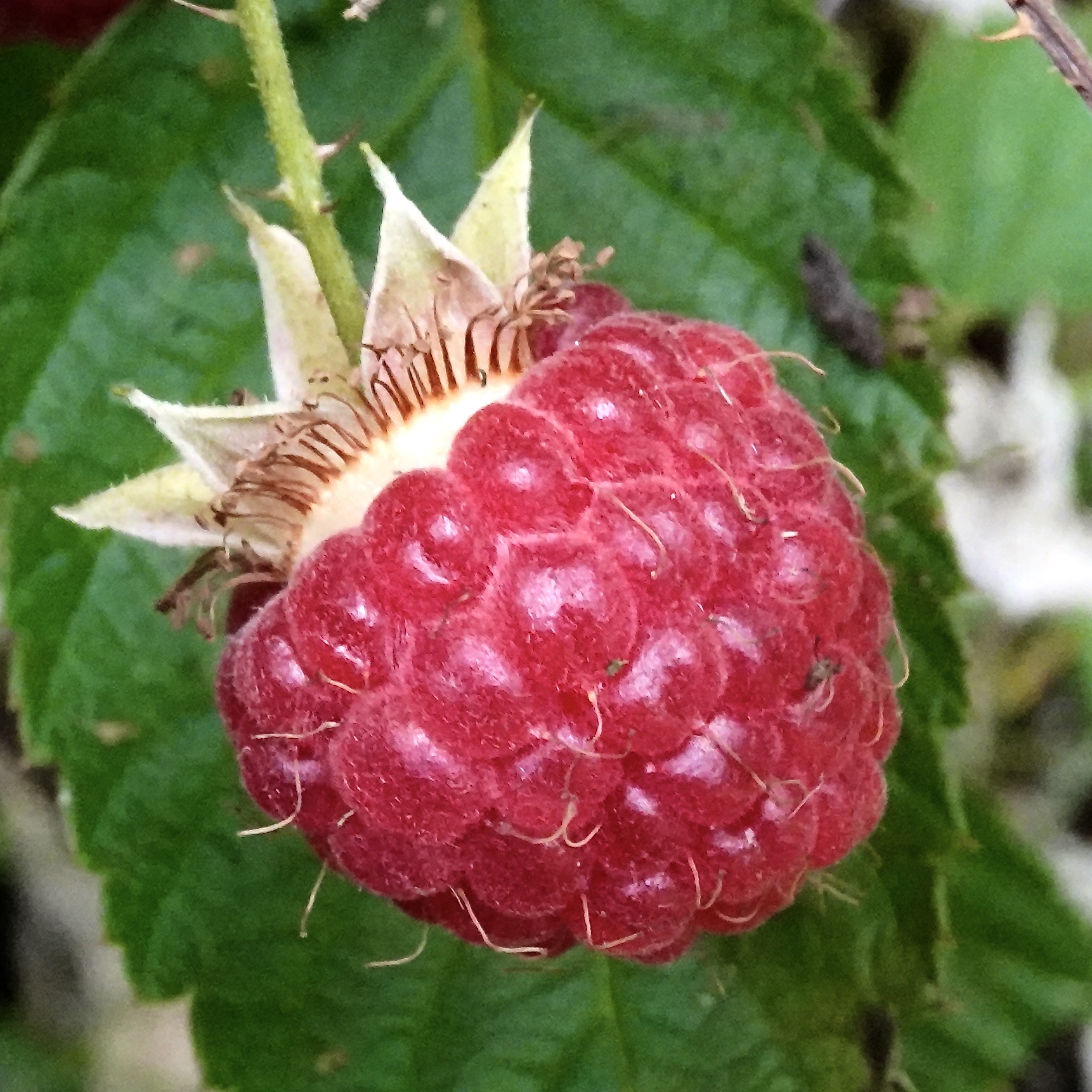 The Raspberry King – Leaf And Twig