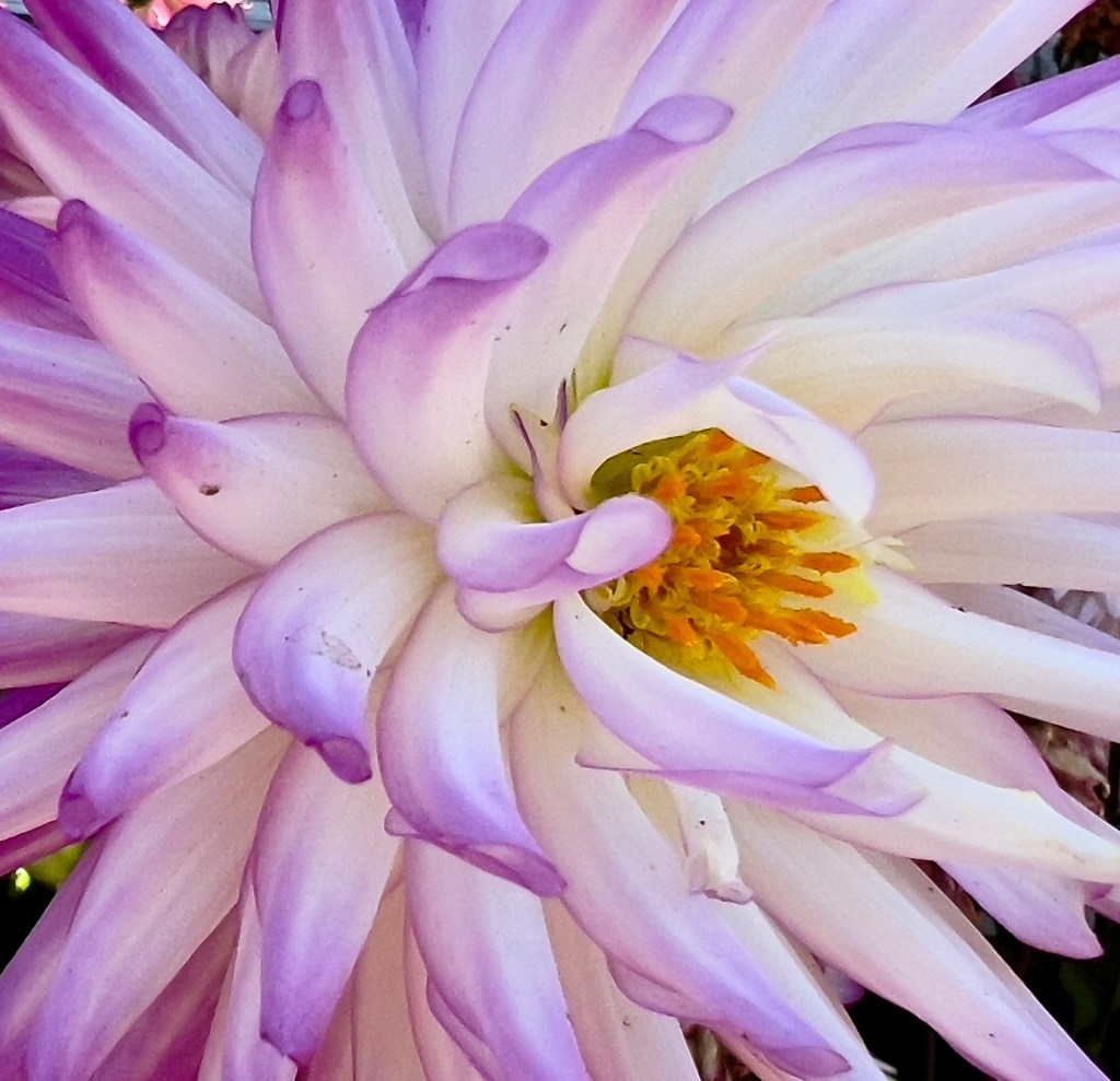 Flowers Look – Leaf And Twig