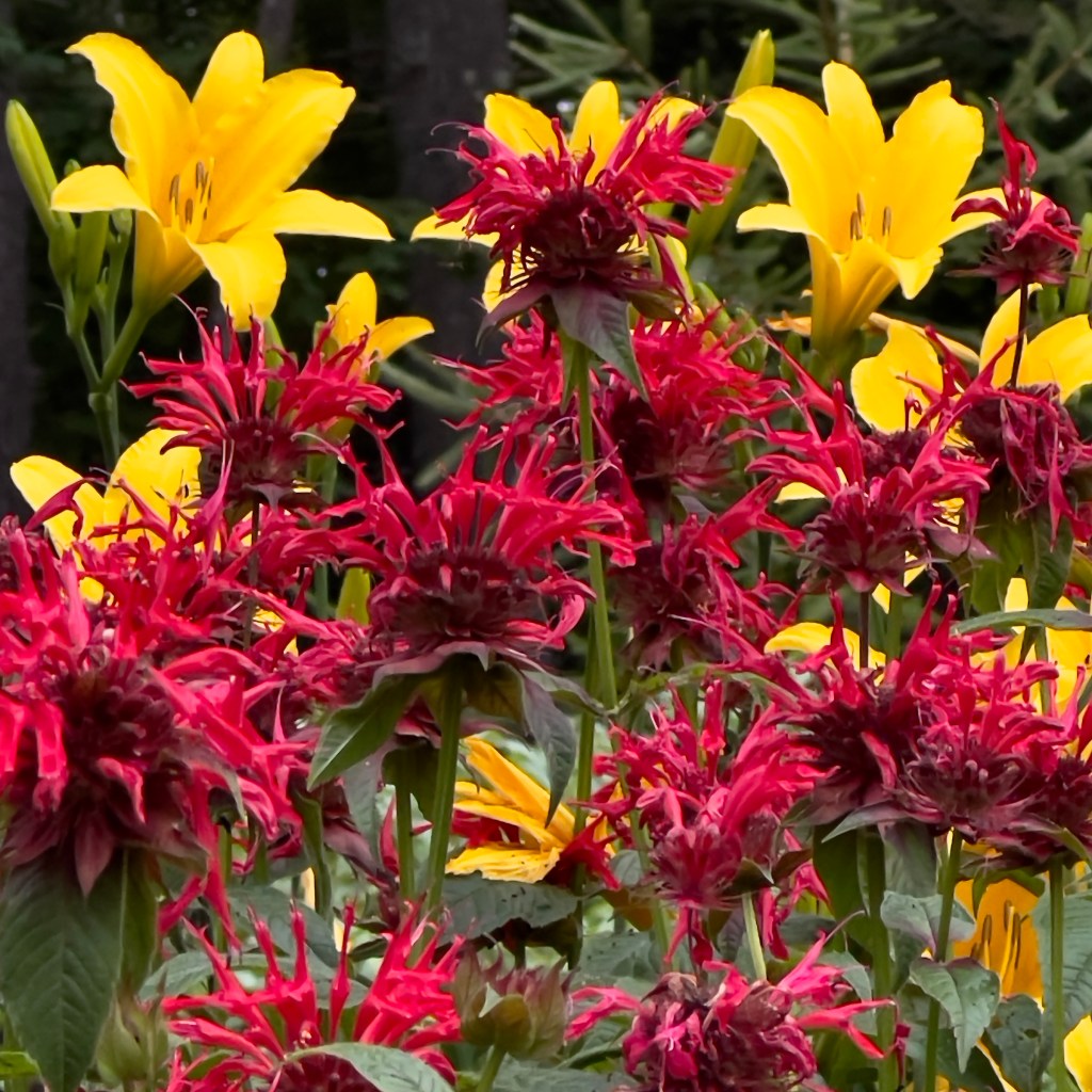 Longevity – Leaf And Twig