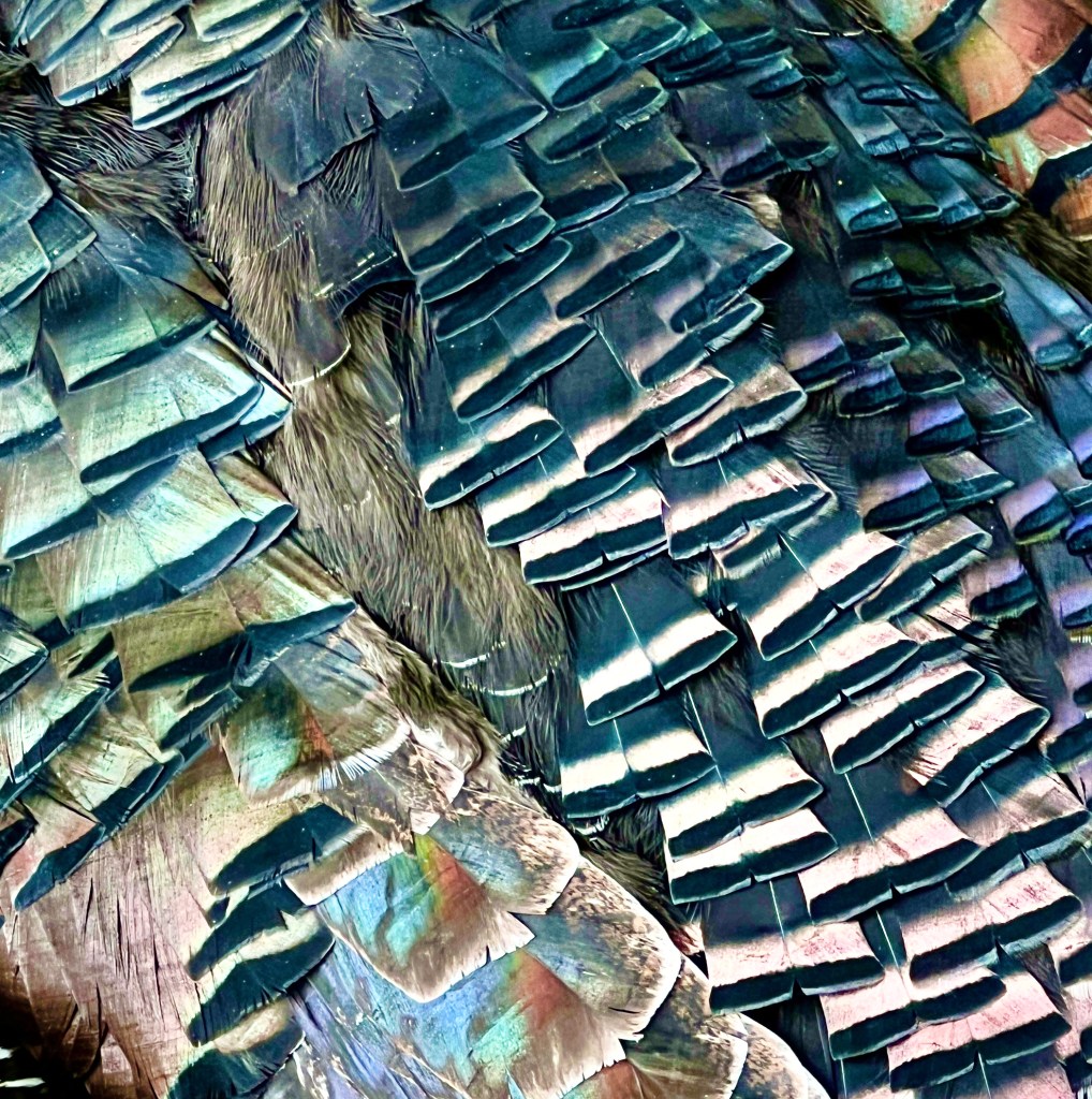Turkey Feathers – Leaf And Twig