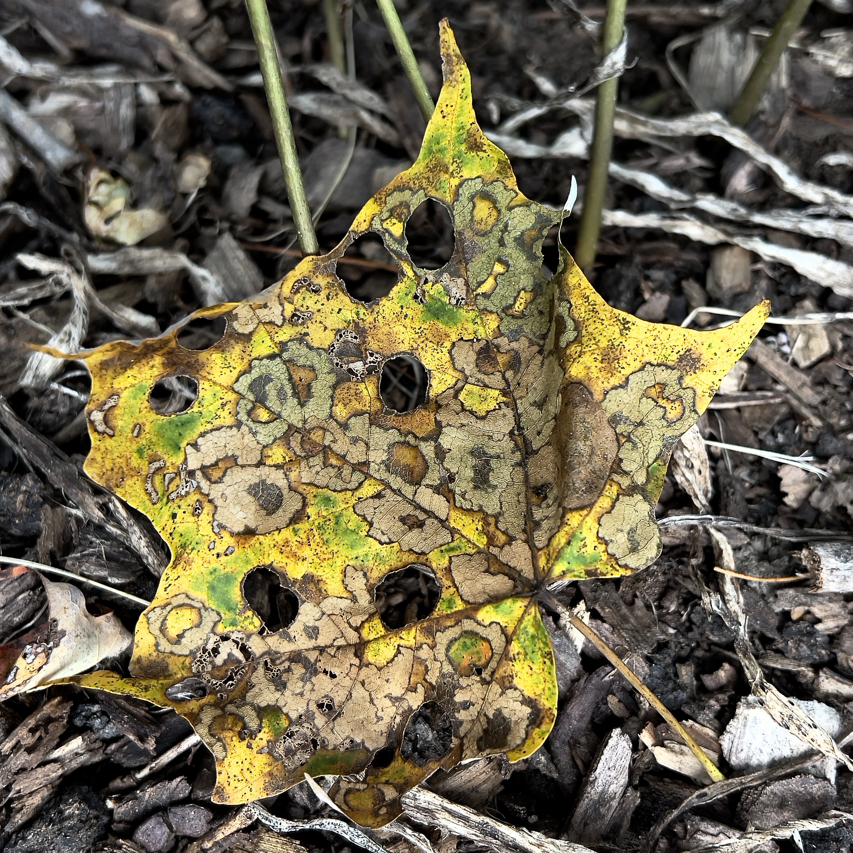 Abstraction Of Leaving – Leaf And Twig