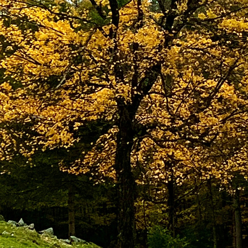 Autumn’s Wealth – Leaf And Twig