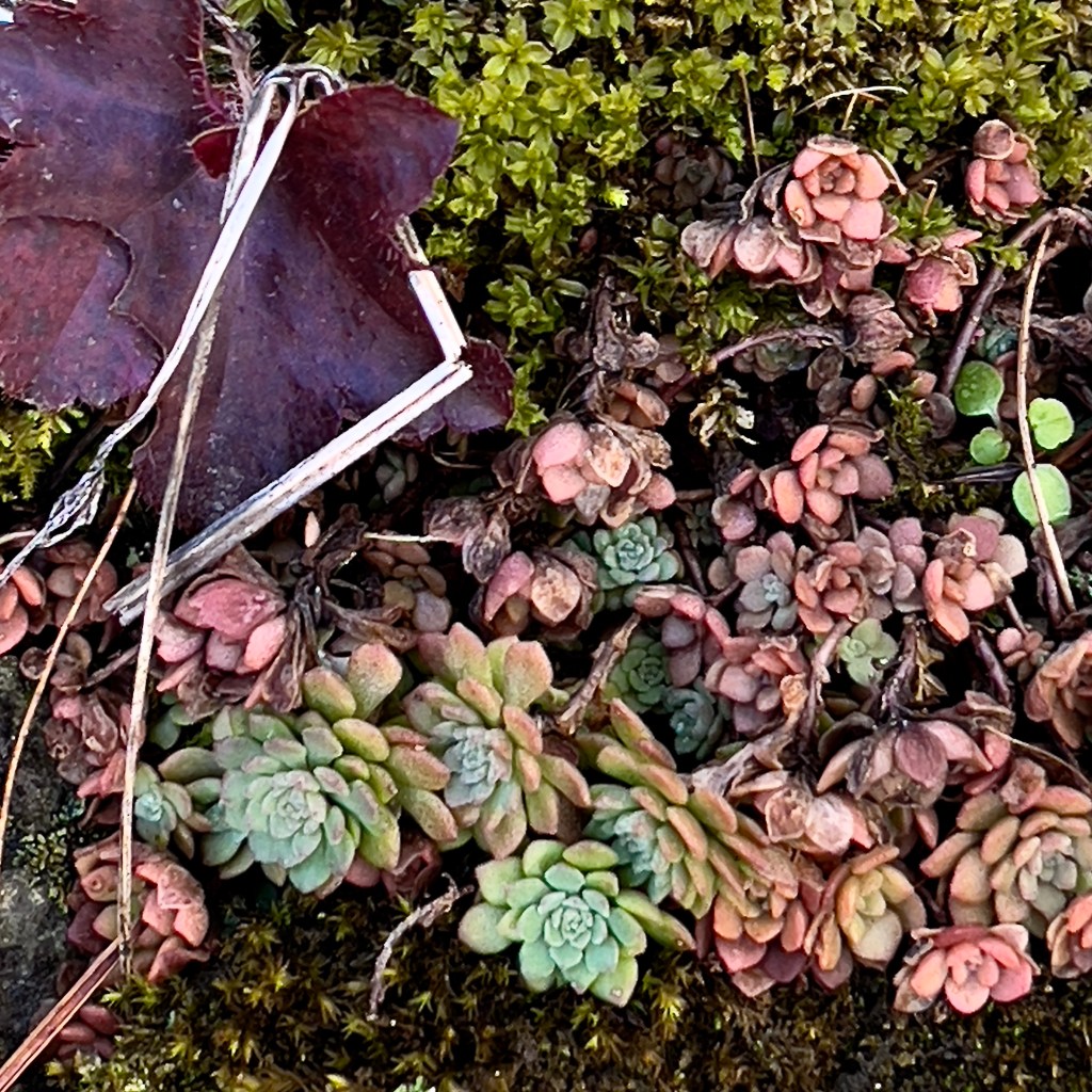 Always Living – Leaf And Twig