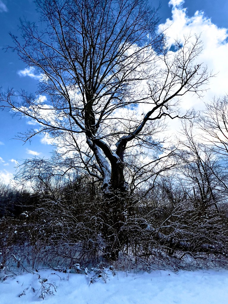 Portrait Of A Tree In Winter – Leaf And Twig