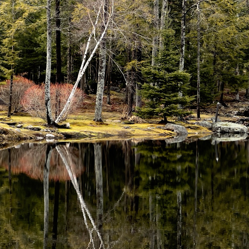 The Energy Of Spring Seen – Leaf And Twig