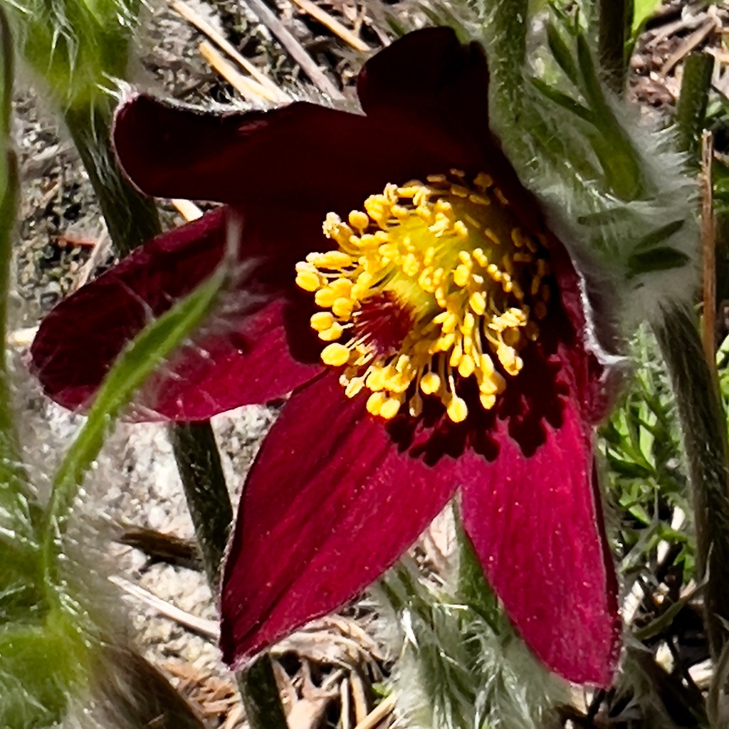 Wind Flower Witness – Leaf And Twig