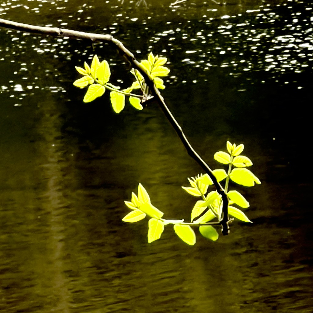 The Source – Leaf And Twig