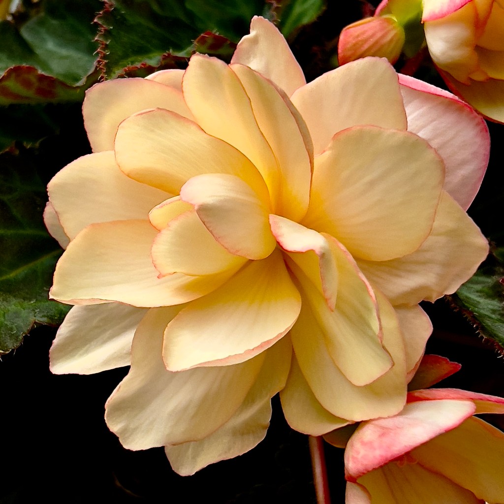 Pink Edged Peach Begonia – Leaf And Twig