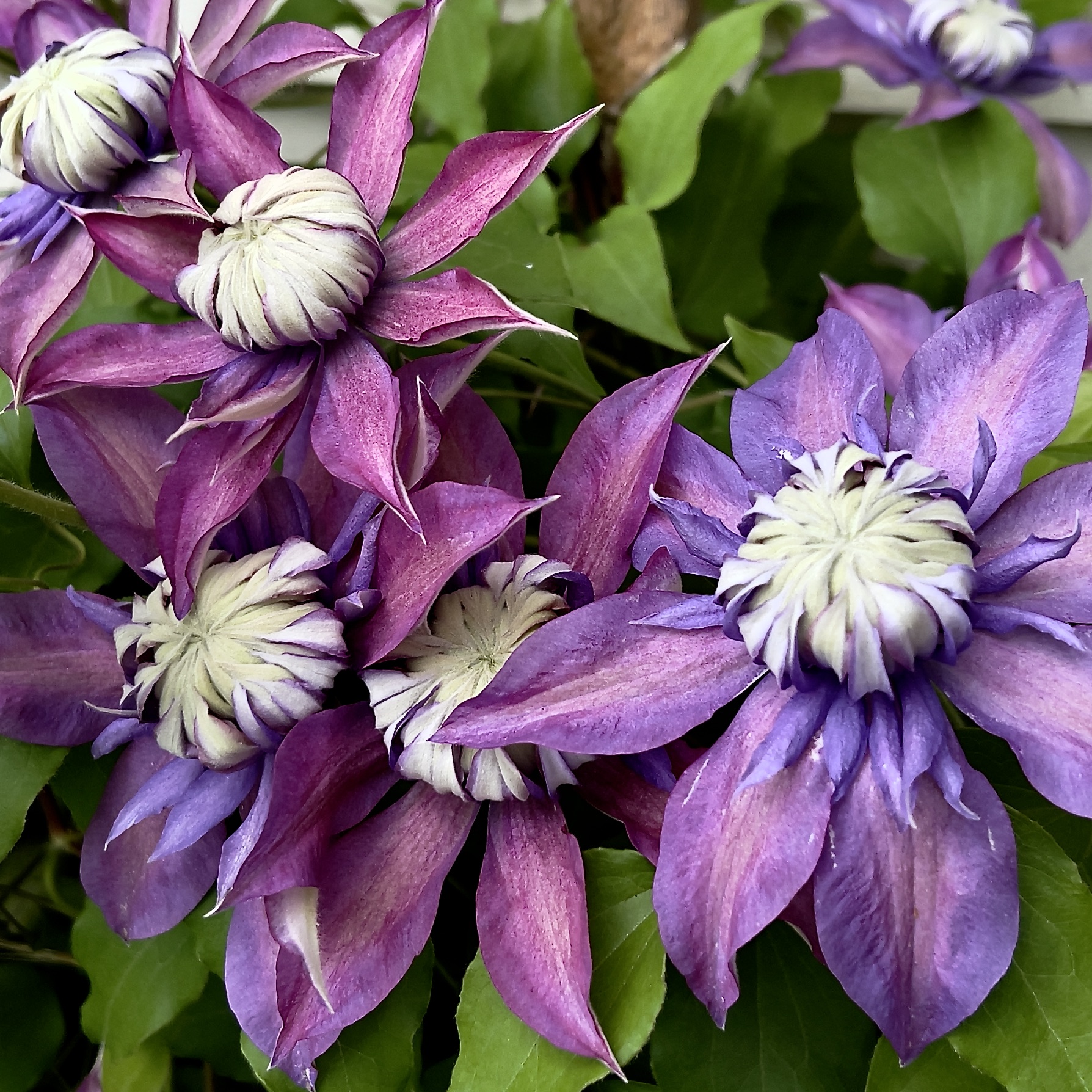 Singular Beauty In Abundance – Leaf And Twig