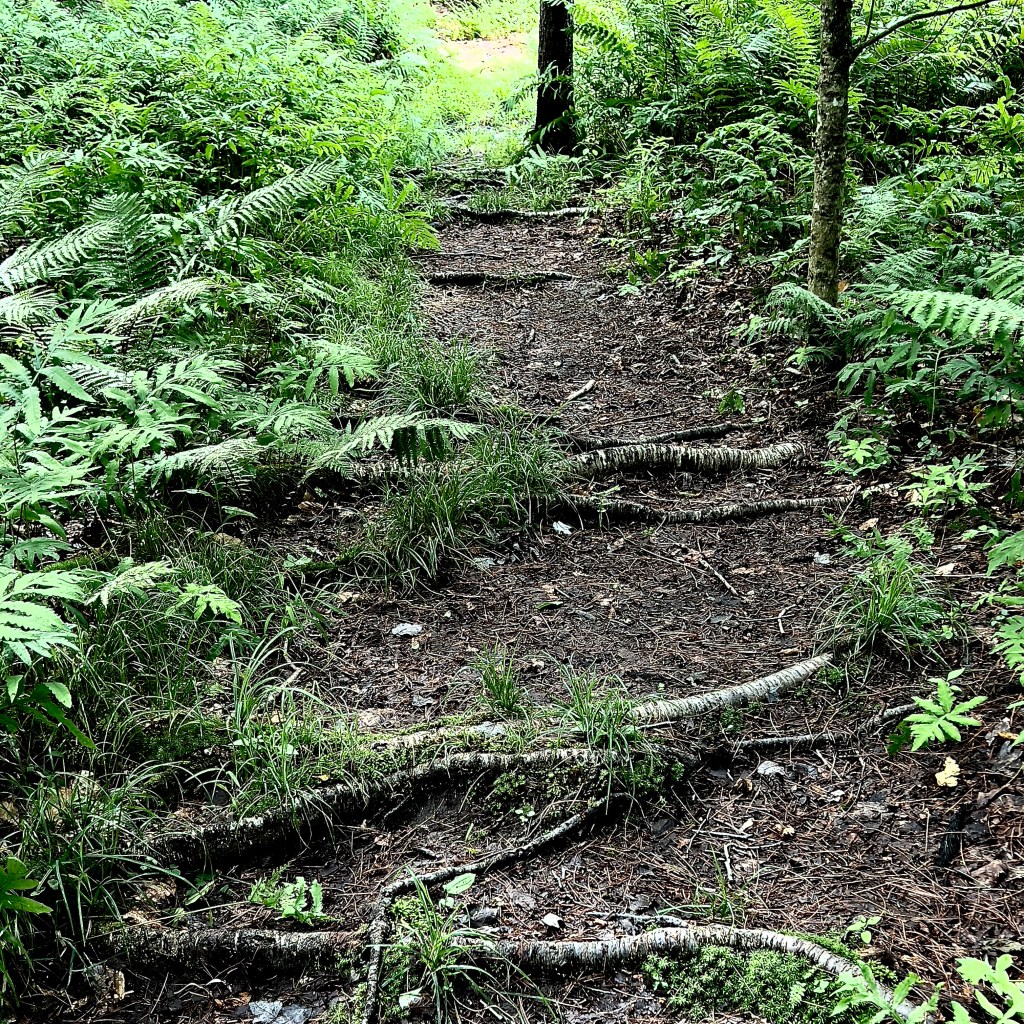 The Rooted Path – Leaf And Twig
