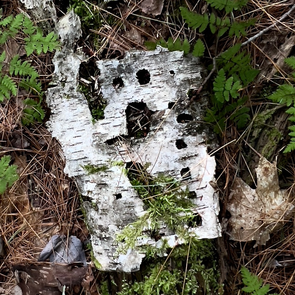 Face Of The Fallen Log – Leaf And Twig