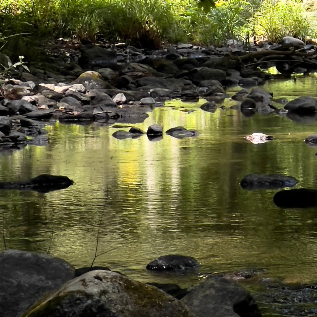 Linger Like The Light – Leaf And Twig
