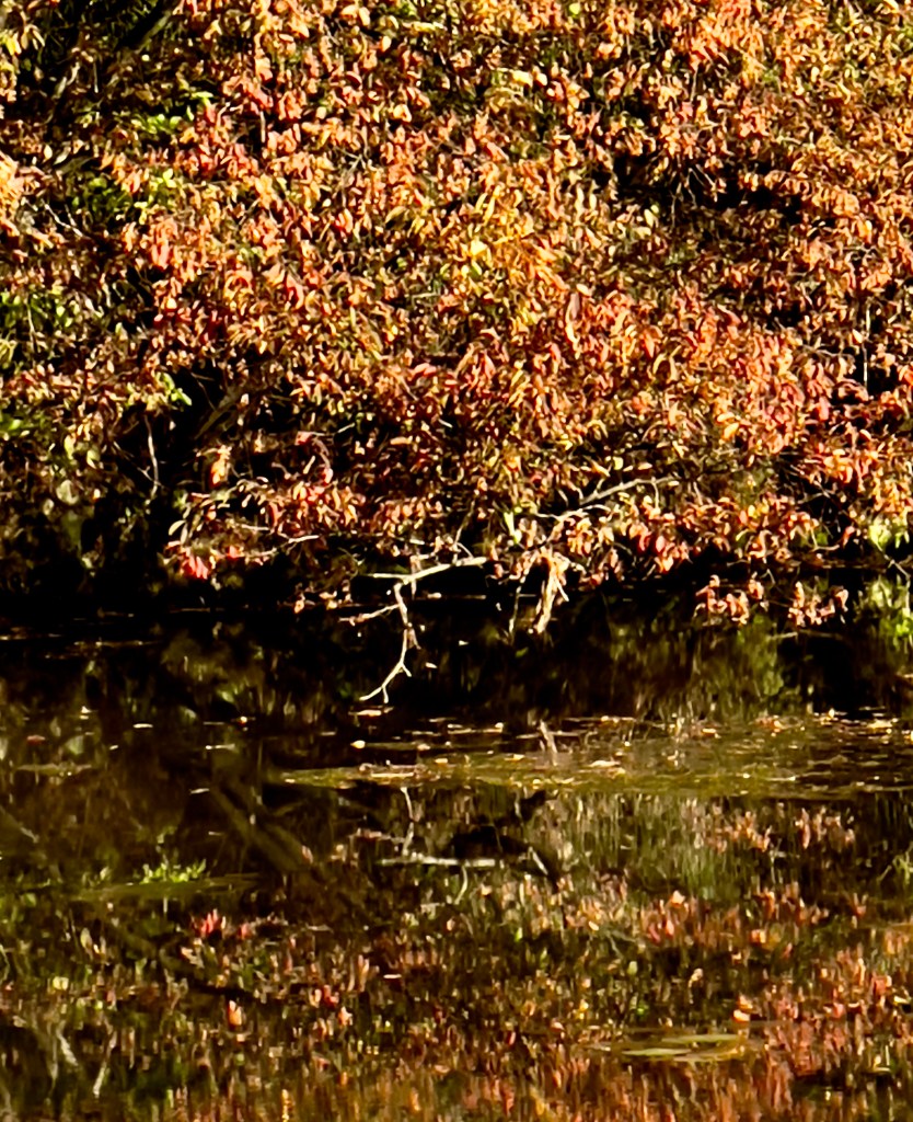 Autumn Comes – Leaf And Twig