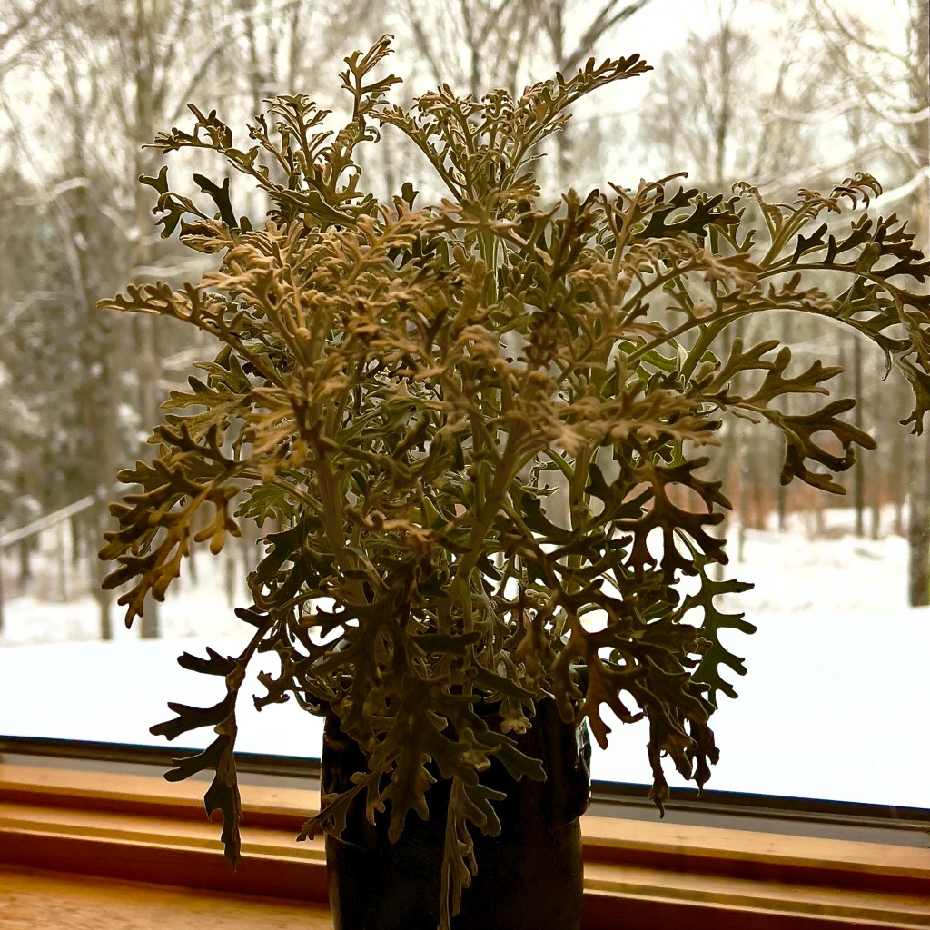 Dear Dusty Miller – Leaf And Twig